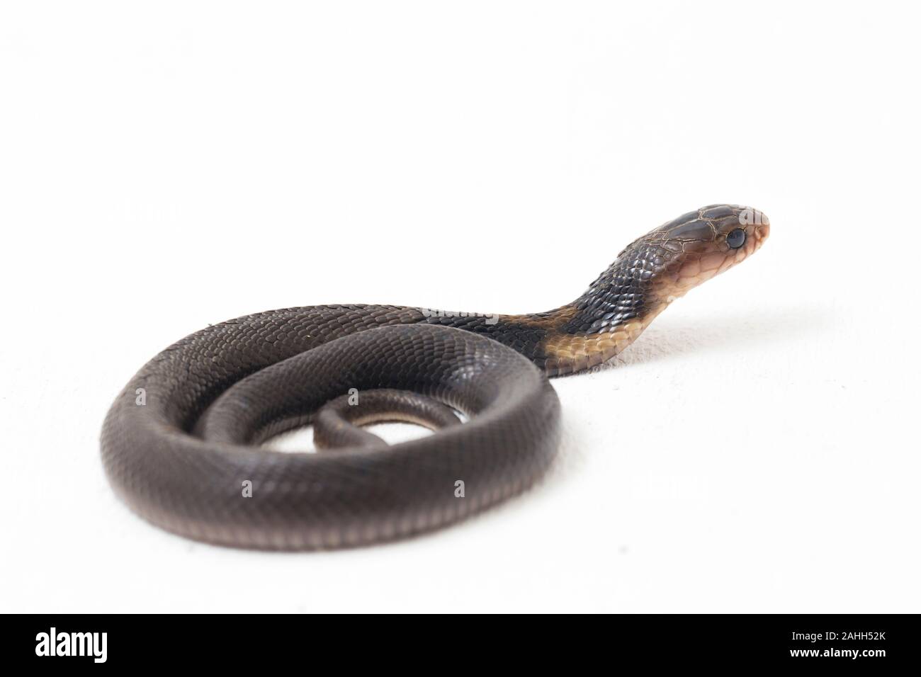 The Javan spitting cobra (Naja sputatrix) also called the southern ...