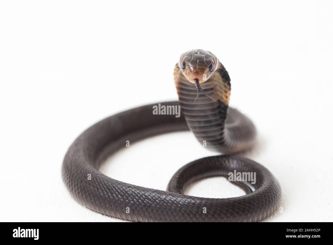 The Javan spitting cobra (Naja sputatrix) also called the southern ...