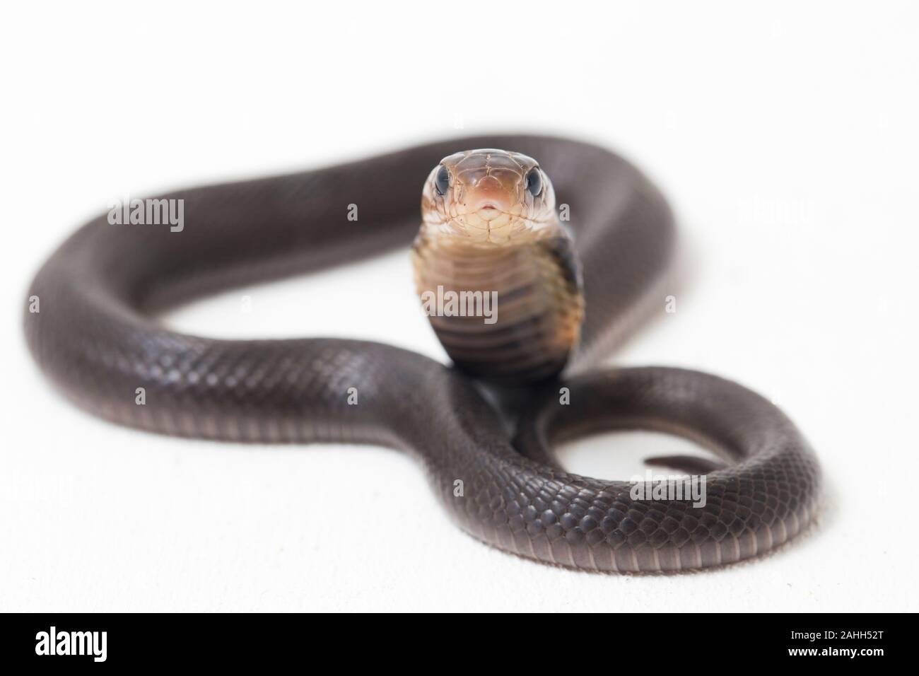 The Javan spitting cobra (Naja sputatrix) also called the southern ...