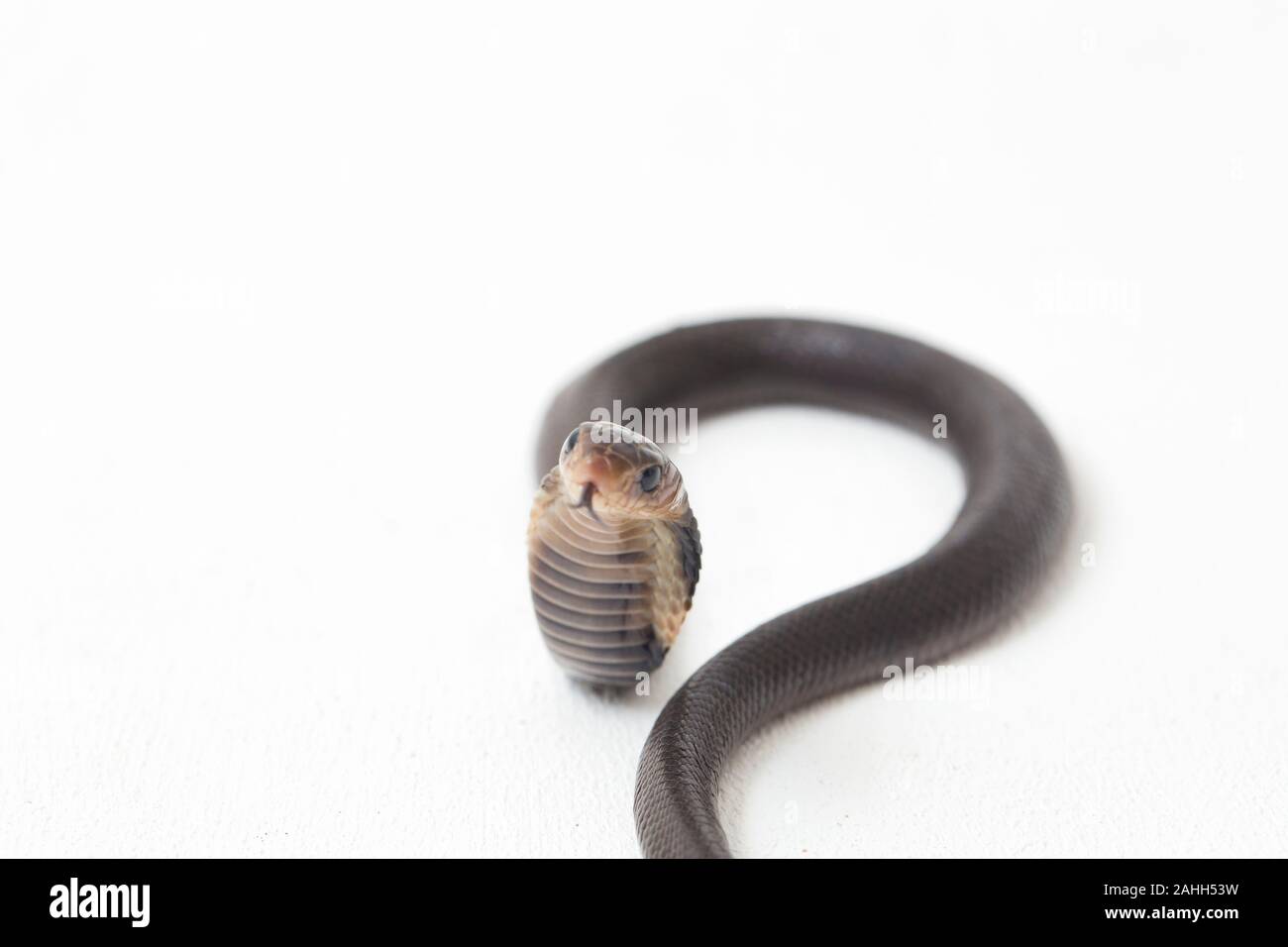 The Javan spitting cobra (Naja sputatrix) also called the southern ...