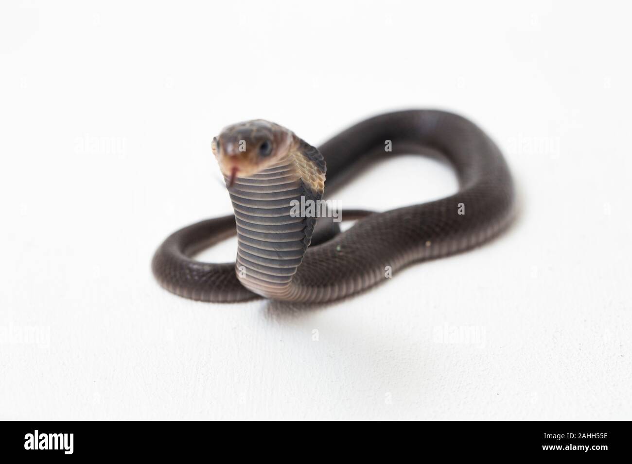 The Javan spitting cobra (Naja sputatrix) also called the southern ...