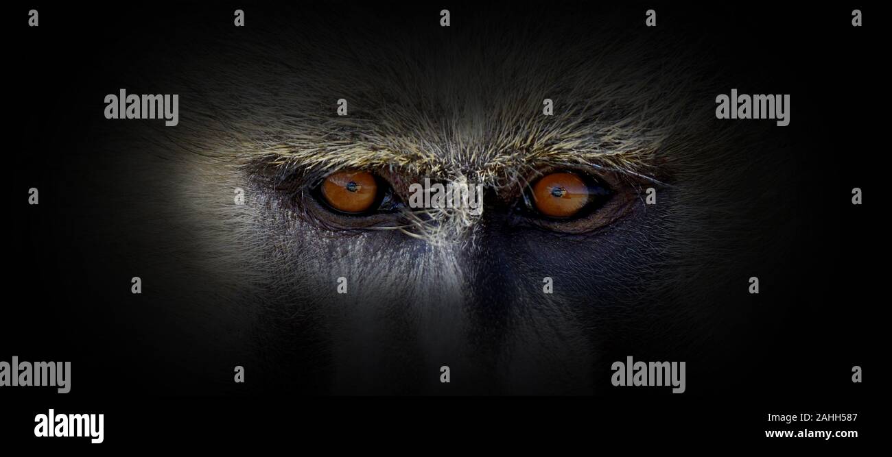 Monkey portrait on a black background. View from the darkness Stock ...