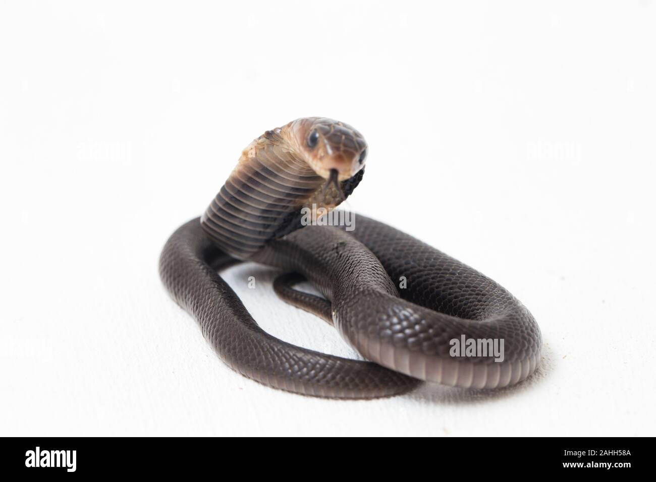 The Javan spitting cobra (Naja sputatrix) also called the southern ...