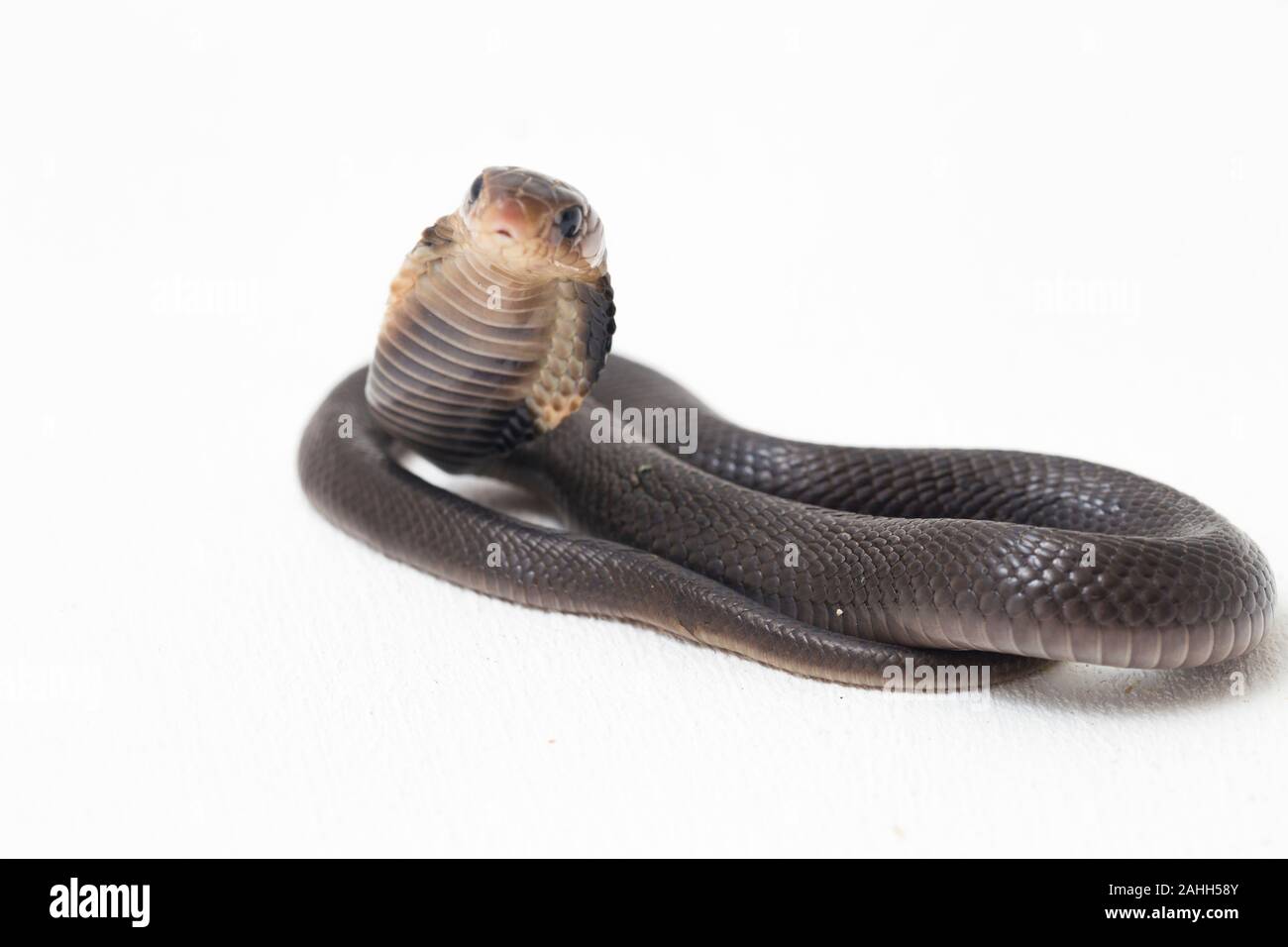 The Javan spitting cobra (Naja sputatrix) also called the southern ...