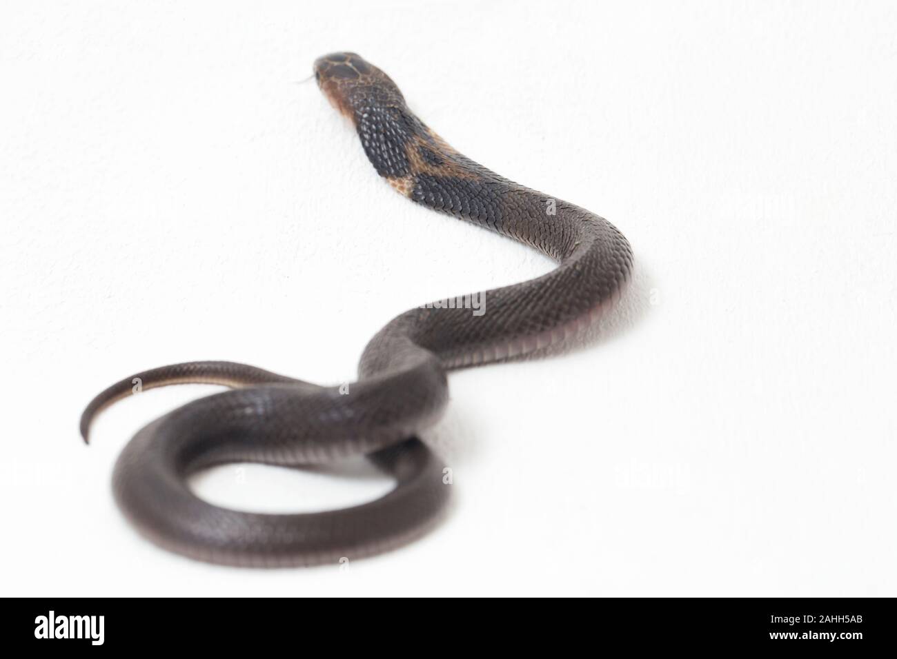 The Javan spitting cobra (Naja sputatrix) also called the southern ...
