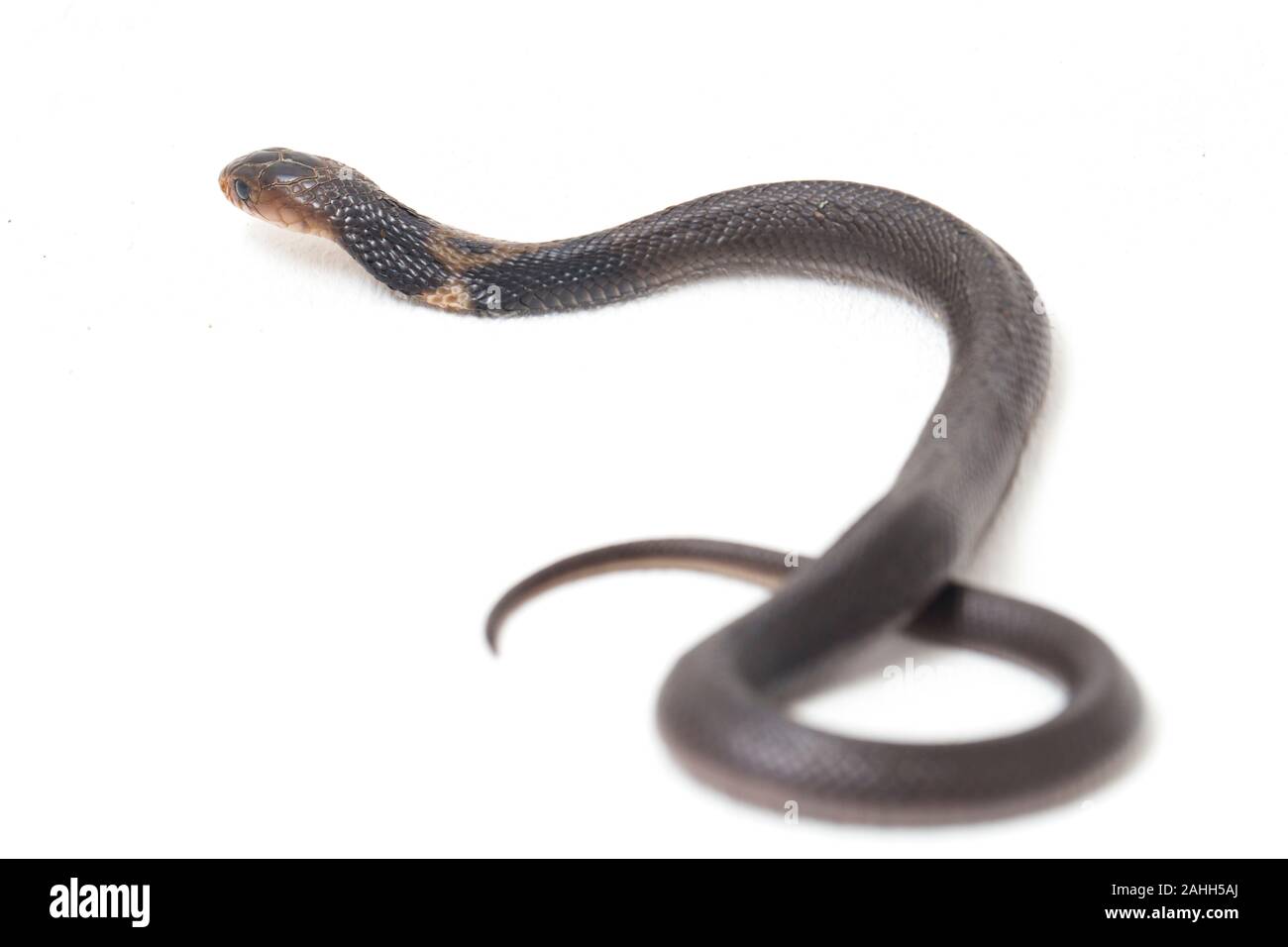The Javan spitting cobra (Naja sputatrix) also called the southern ...