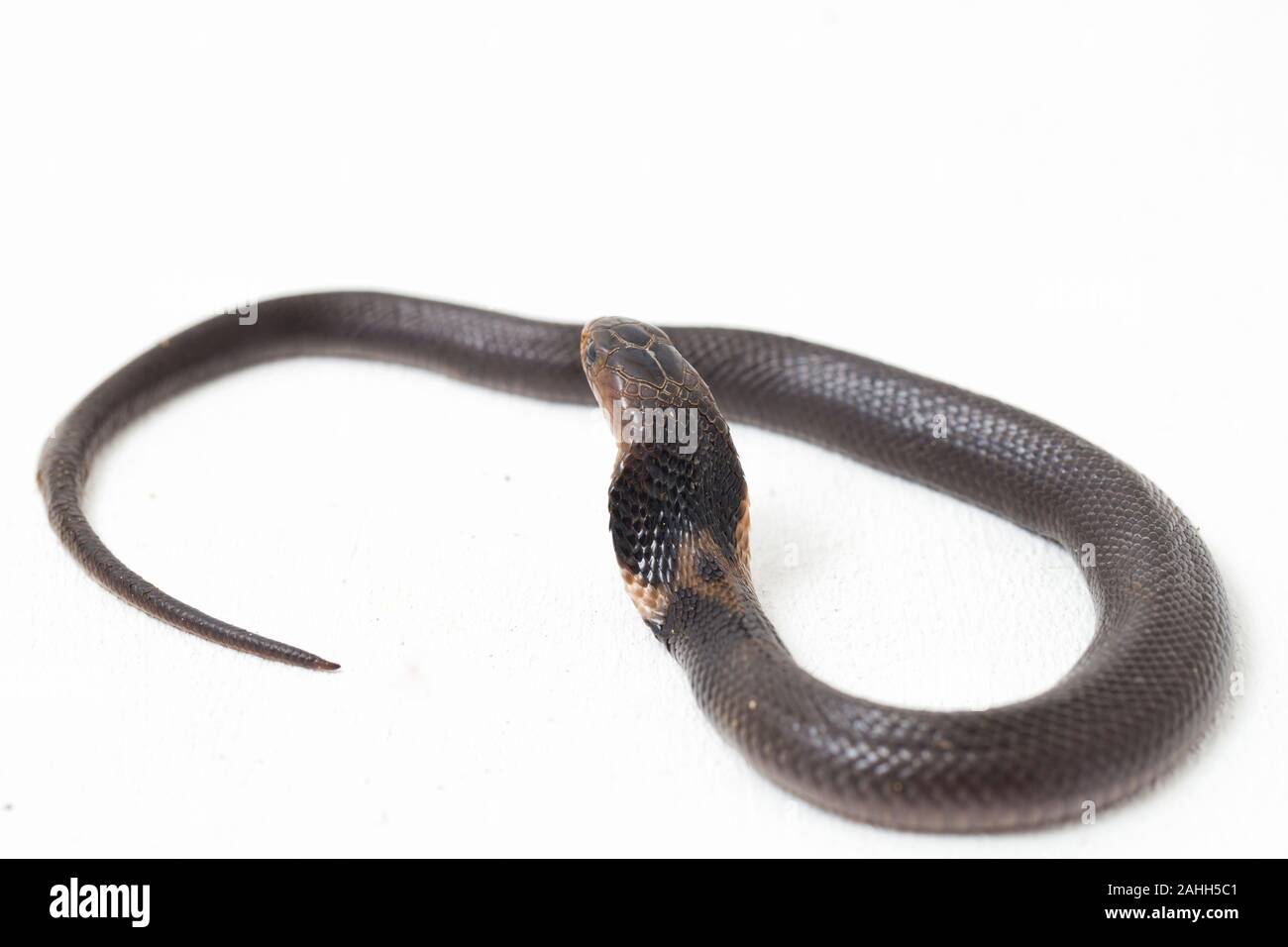 The Javan spitting cobra (Naja sputatrix) also called the southern ...