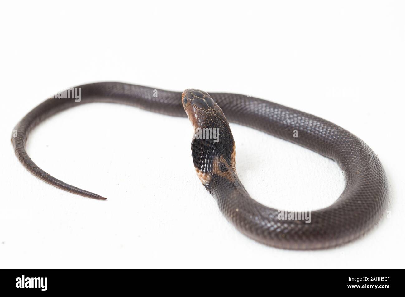 The Javan spitting cobra (Naja sputatrix) also called the southern ...