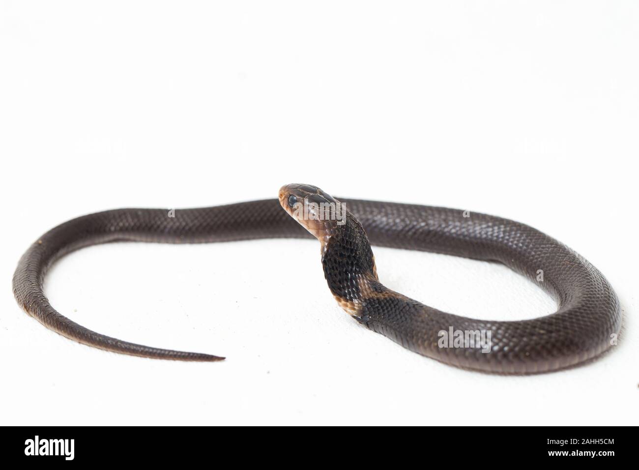 The Javan spitting cobra (Naja sputatrix) also called the southern ...
