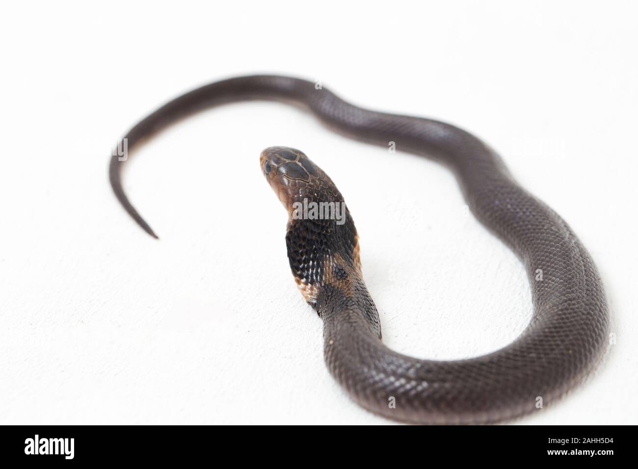 The Javan spitting cobra (Naja sputatrix) also called the southern ...