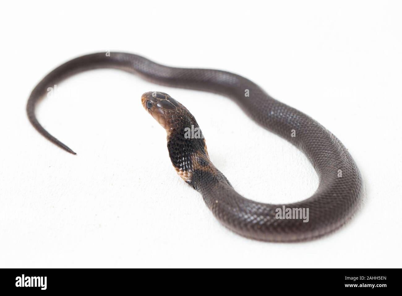The Javan spitting cobra (Naja sputatrix) also called the southern ...