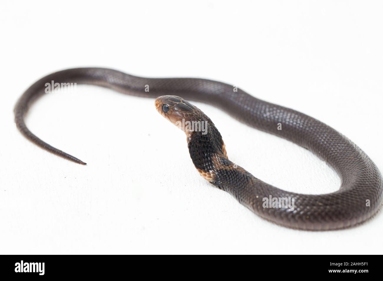 The Javan spitting cobra (Naja sputatrix) also called the southern ...