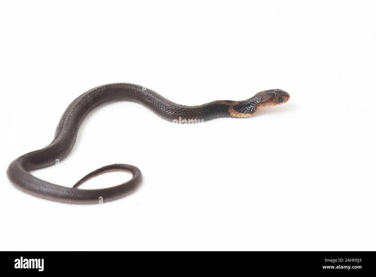 The Javan spitting cobra (Naja sputatrix) also called the southern ...