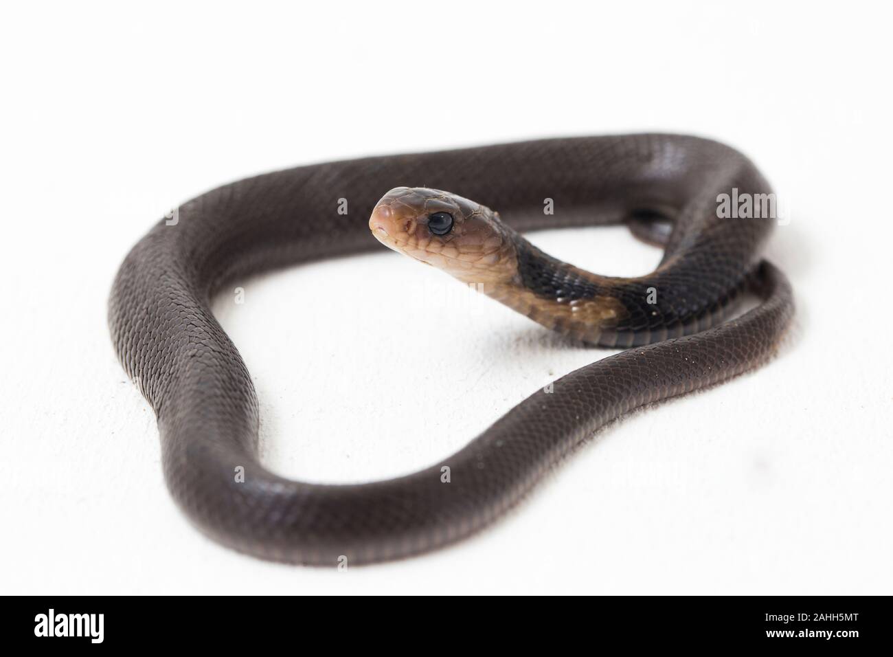 The Javan spitting cobra (Naja sputatrix) also called the southern ...