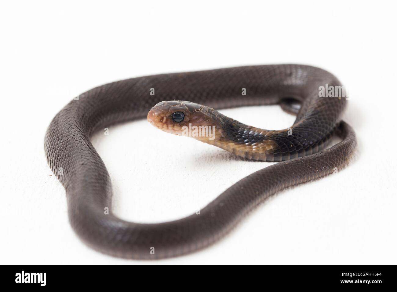 The Javan spitting cobra (Naja sputatrix) also called the southern ...