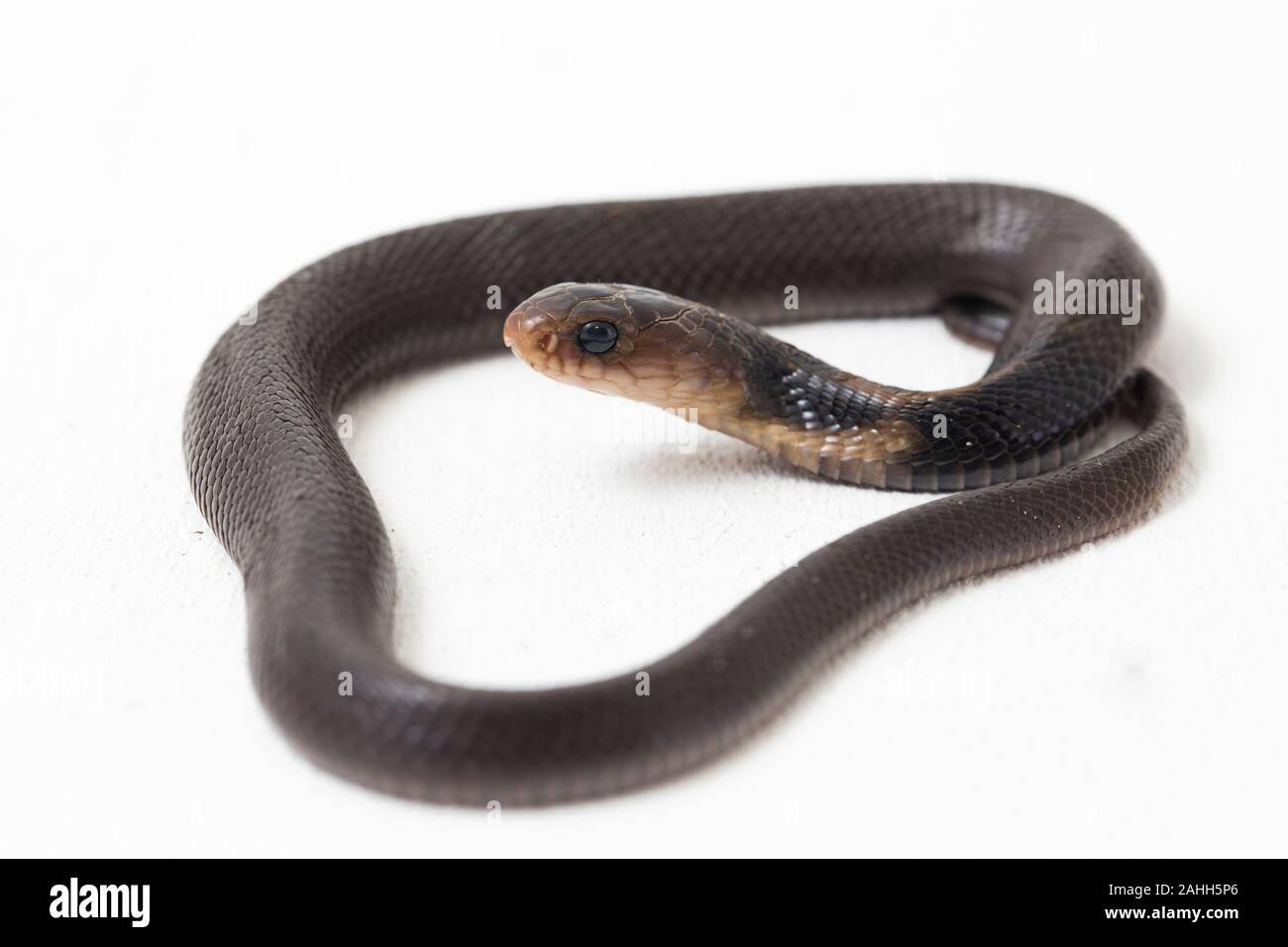 The Javan spitting cobra (Naja sputatrix) also called the southern ...