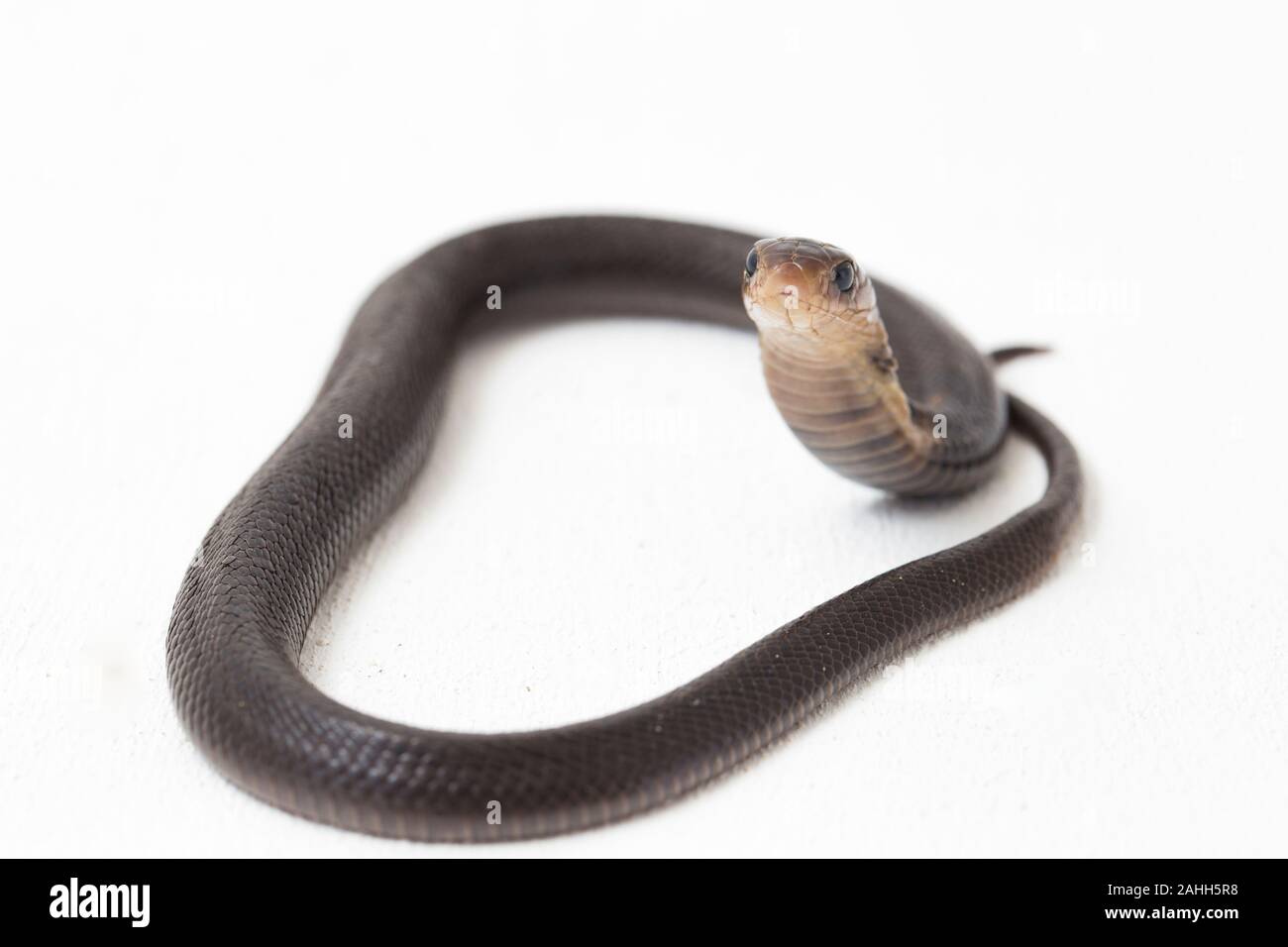 The Javan spitting cobra (Naja sputatrix) also called the southern ...