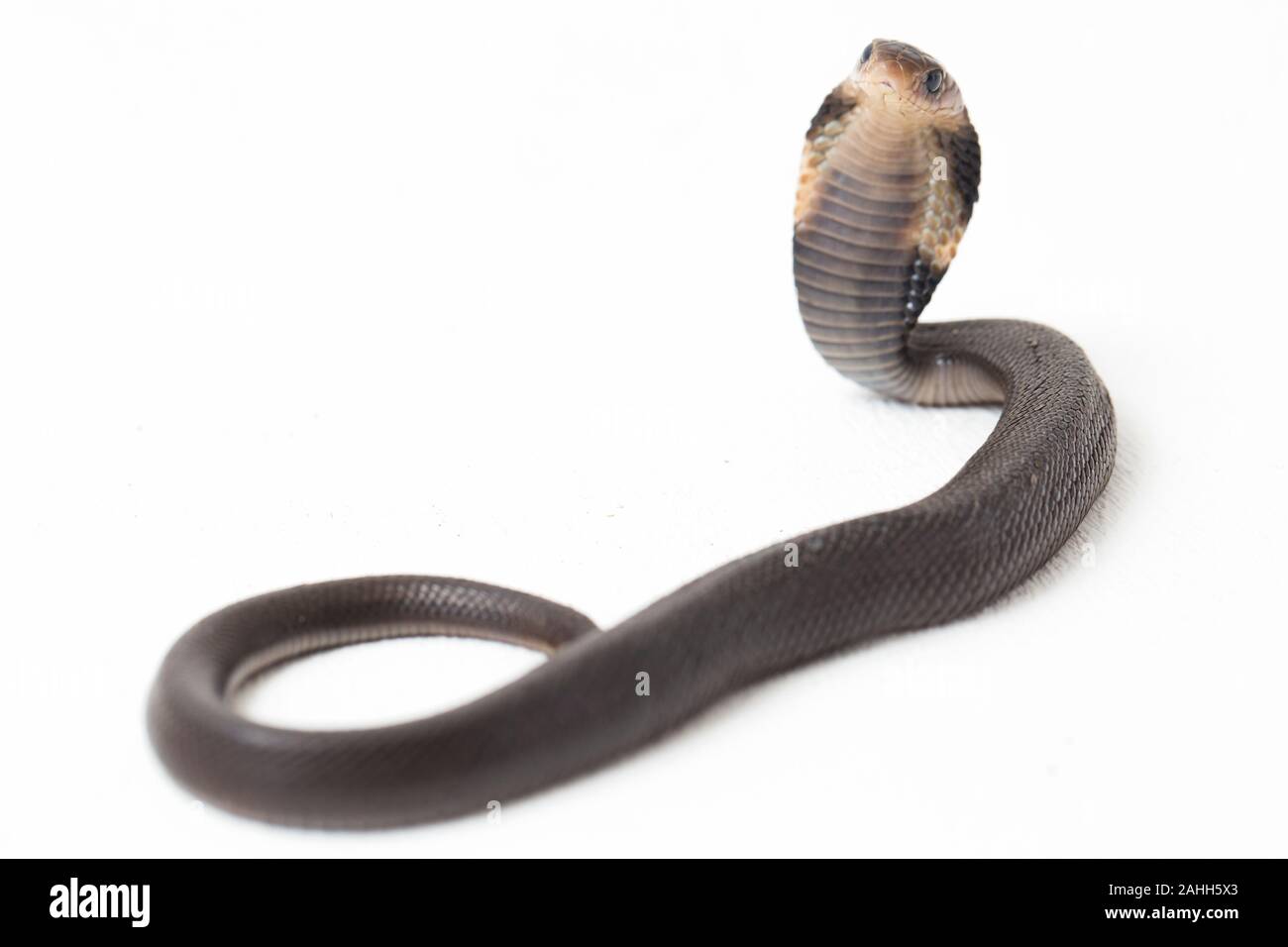 The Javan spitting cobra (Naja sputatrix) also called the southern ...