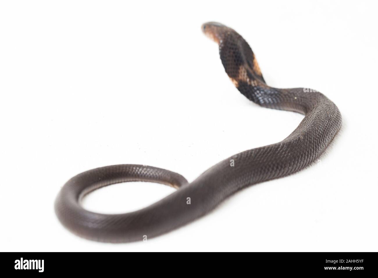 The Javan spitting cobra (Naja sputatrix) also called the southern ...