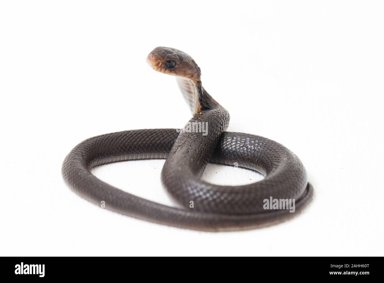 The Javan spitting cobra (Naja sputatrix) also called the southern ...