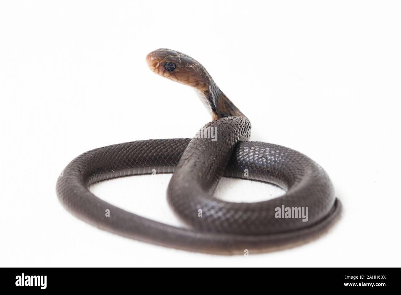 The Javan spitting cobra (Naja sputatrix) also called the southern ...