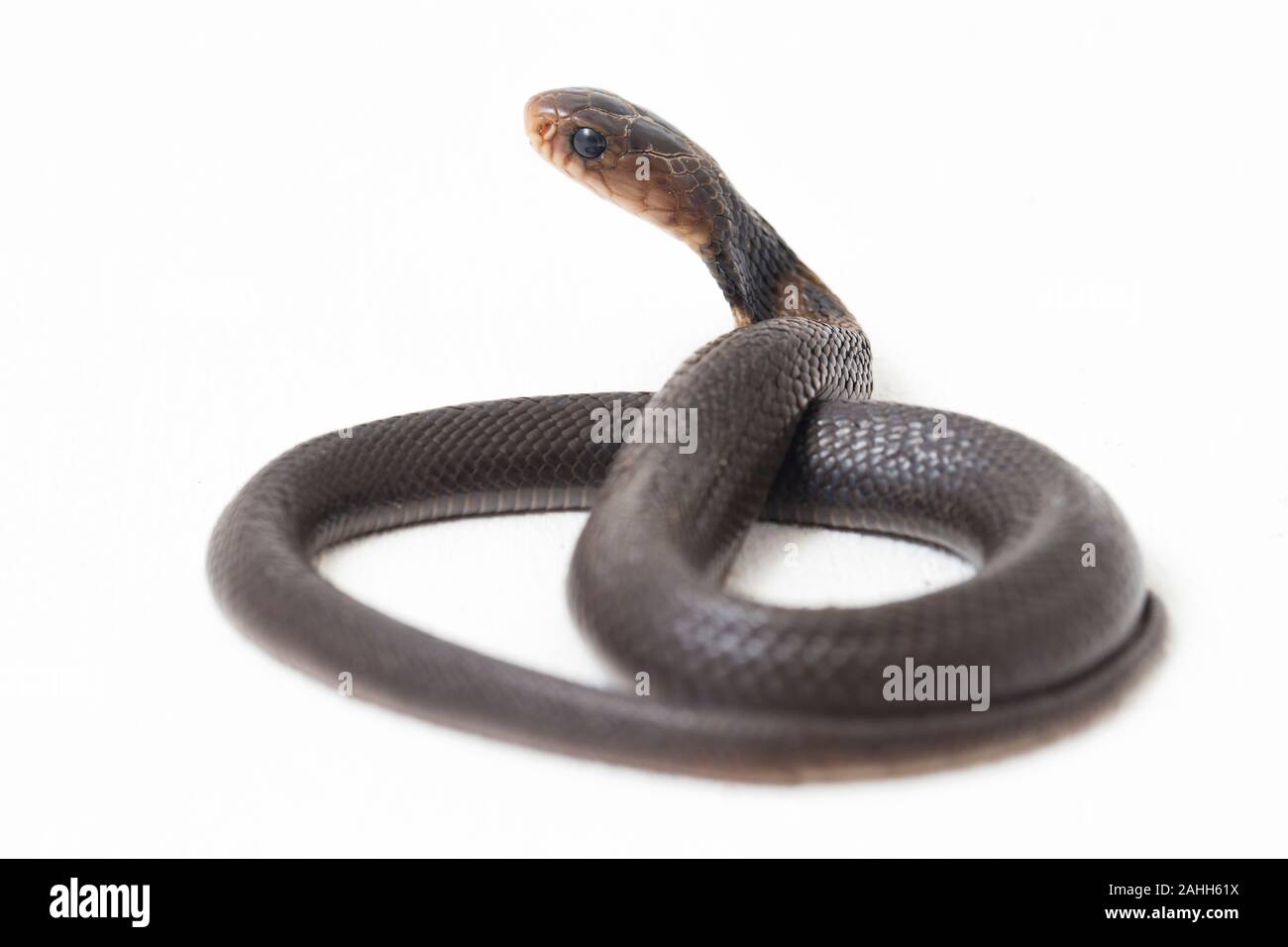 The Javan spitting cobra (Naja sputatrix) also called the southern ...