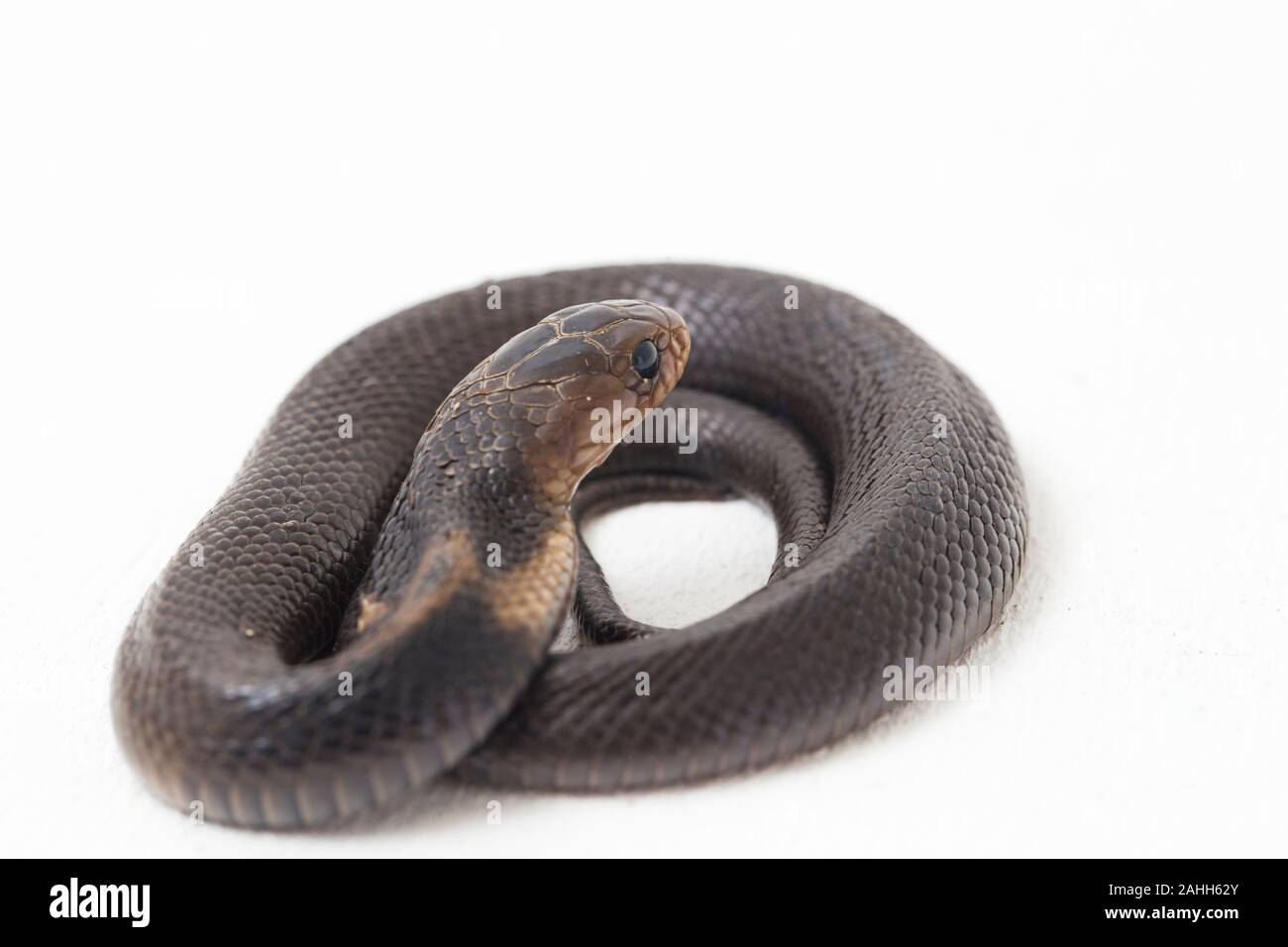 The Javan spitting cobra (Naja sputatrix) also called the southern ...
