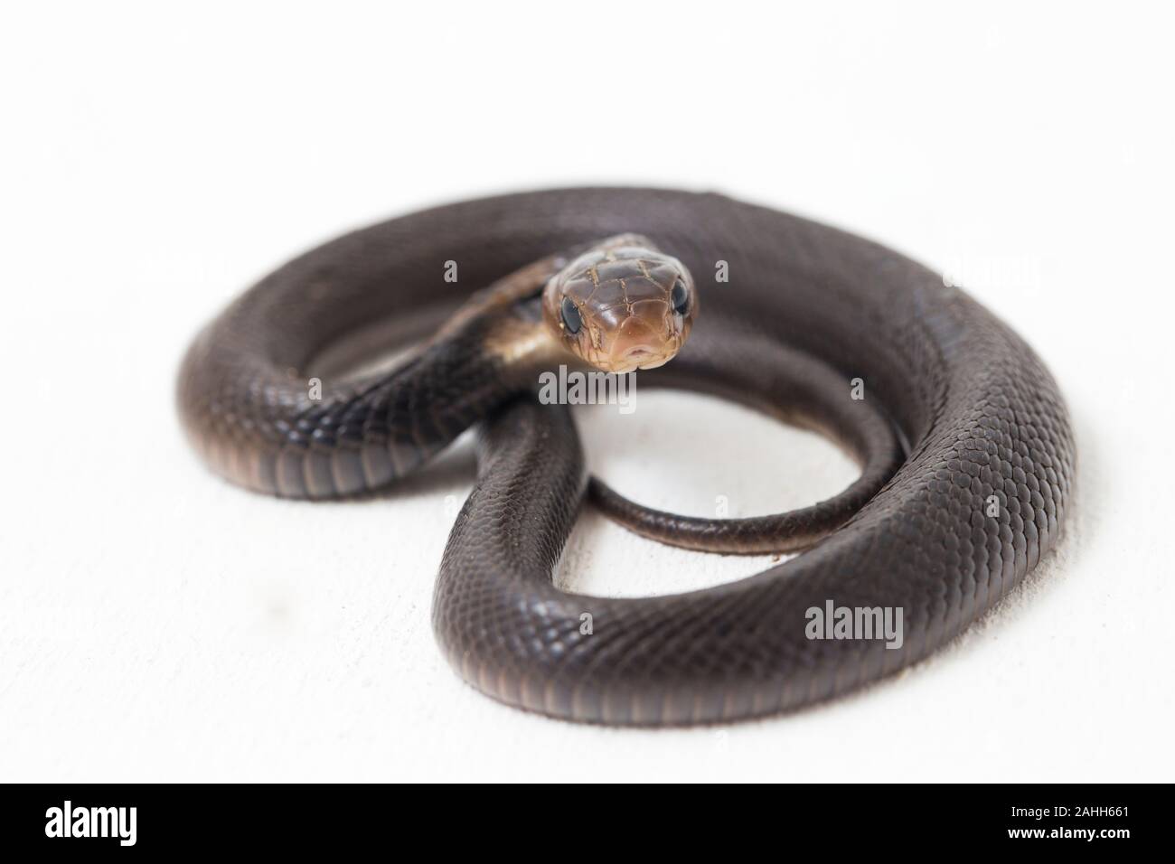The Javan spitting cobra (Naja sputatrix) also called the southern ...