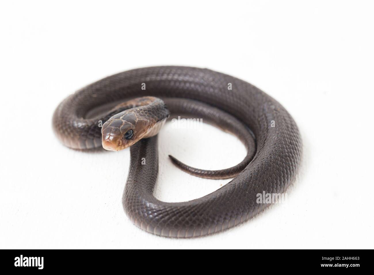 The Javan spitting cobra (Naja sputatrix) also called the southern ...