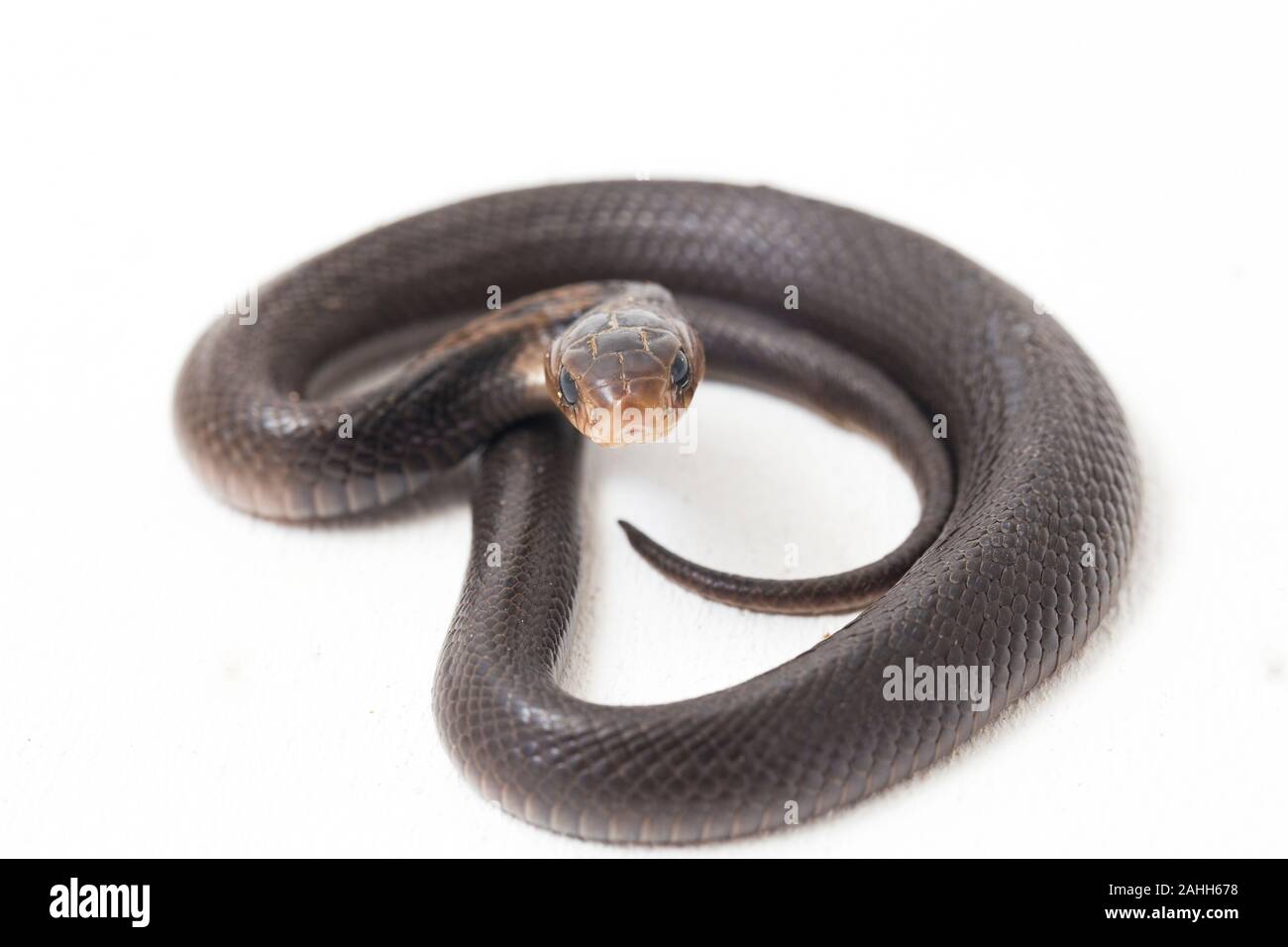 The Javan spitting cobra (Naja sputatrix) also called the southern ...