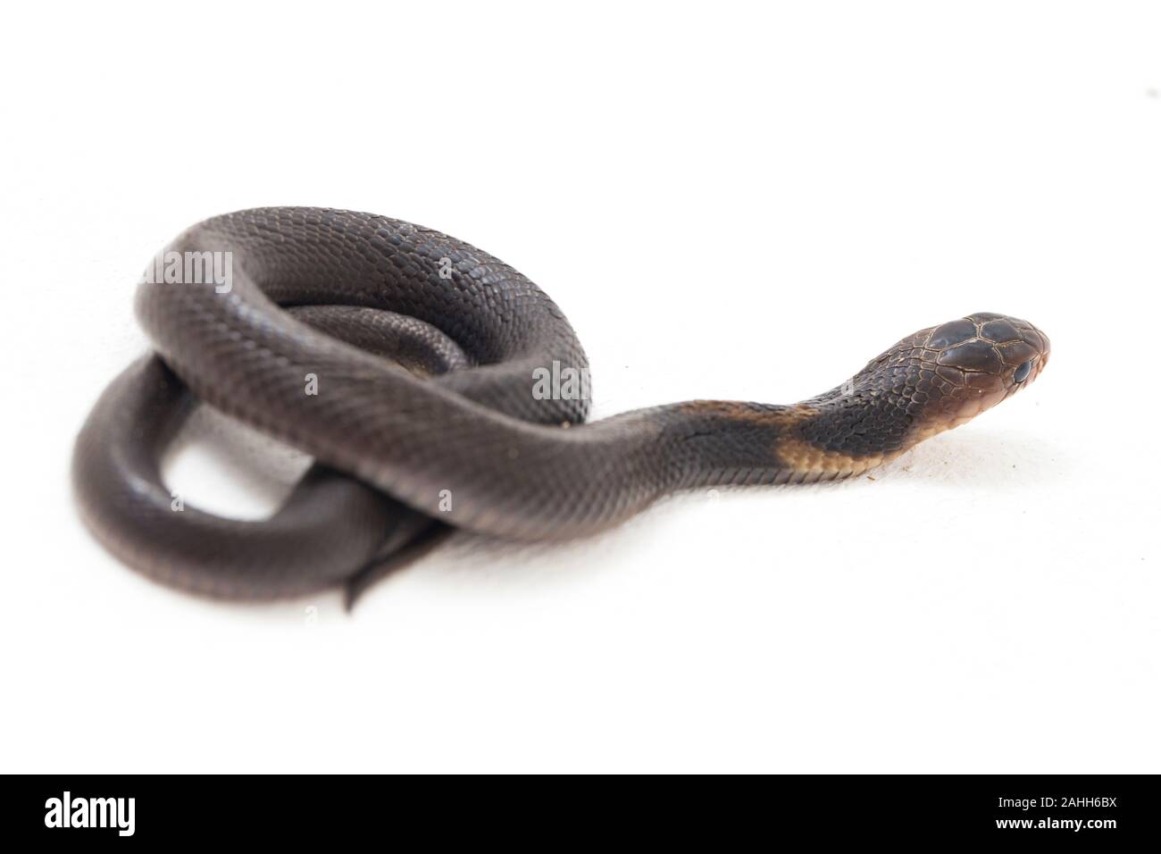 The Javan spitting cobra (Naja sputatrix) also called the southern ...