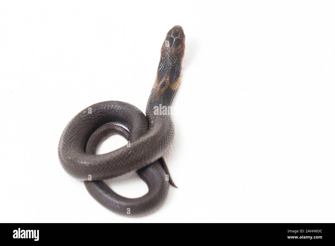 The Javan spitting cobra (Naja sputatrix) also called the southern ...