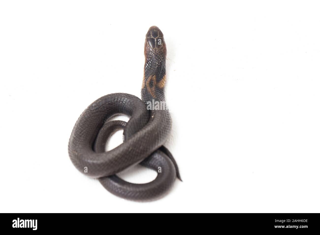 The Javan spitting cobra (Naja sputatrix) also called the southern ...