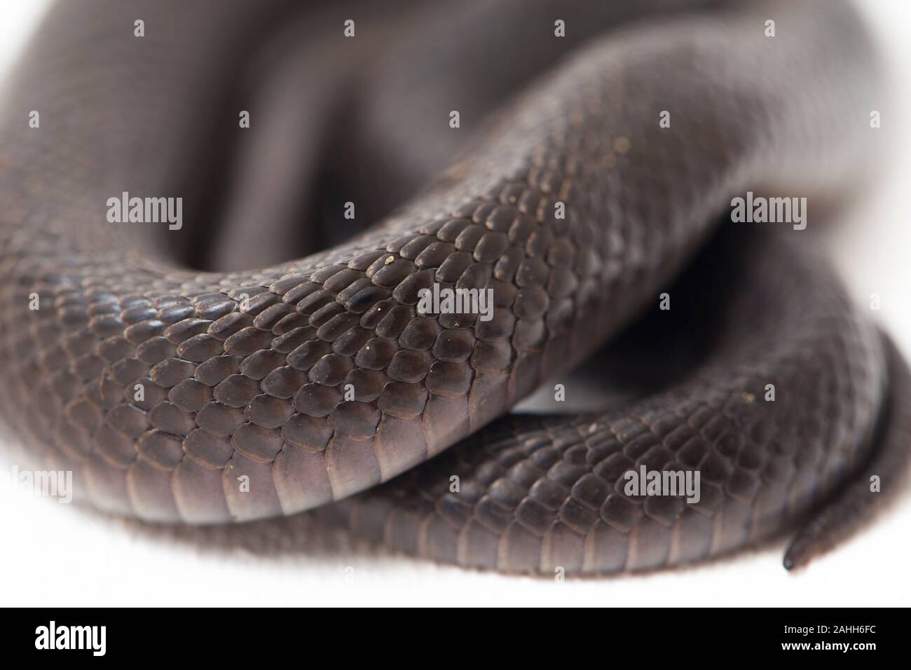 The Javan spitting cobra (Naja sputatrix) also called the southern ...