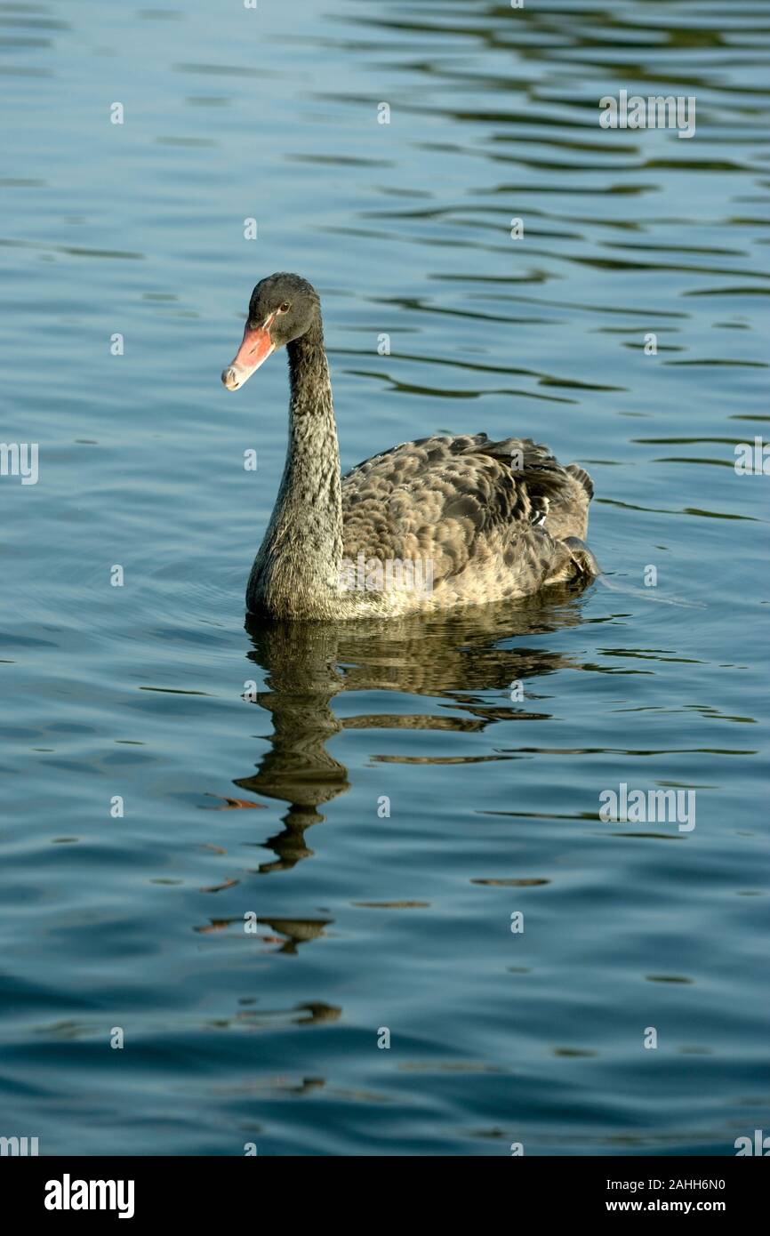 Australian native water birds hi-res stock photography and images - Alamy