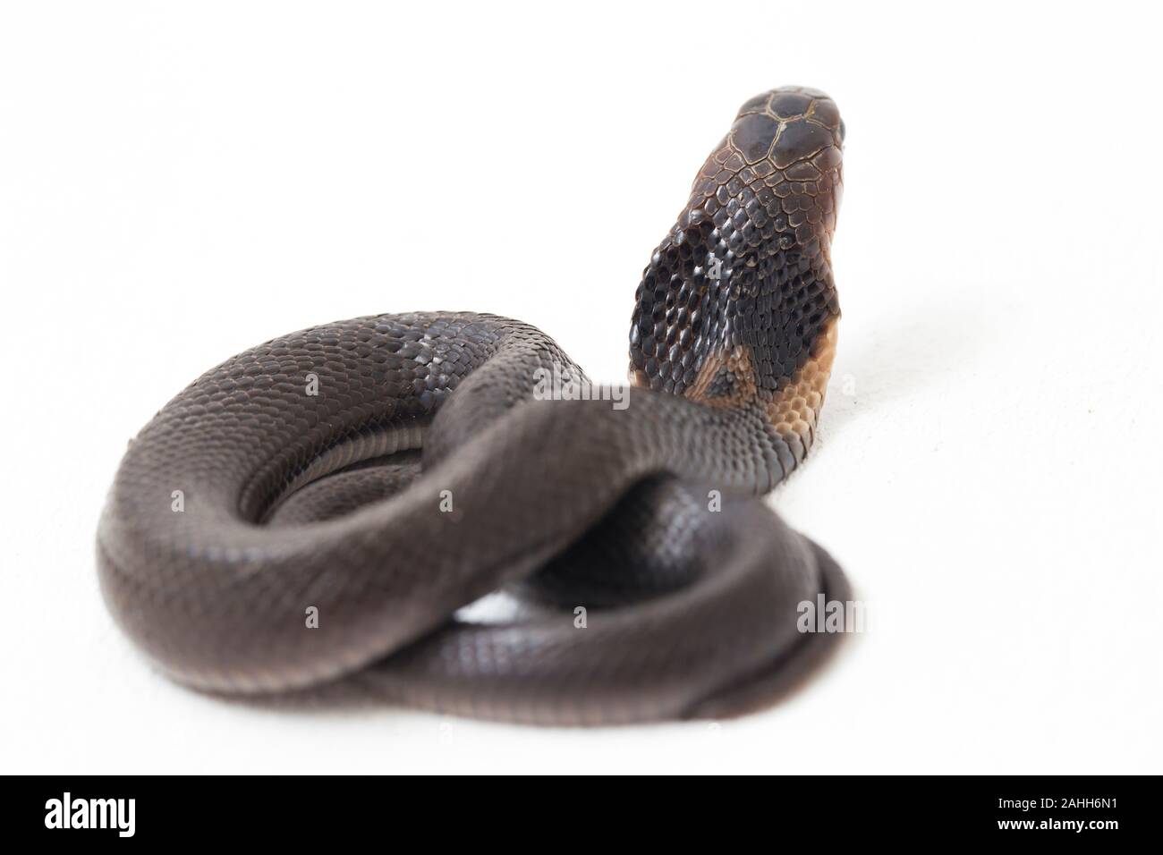 The Javan spitting cobra (Naja sputatrix) also called the southern ...