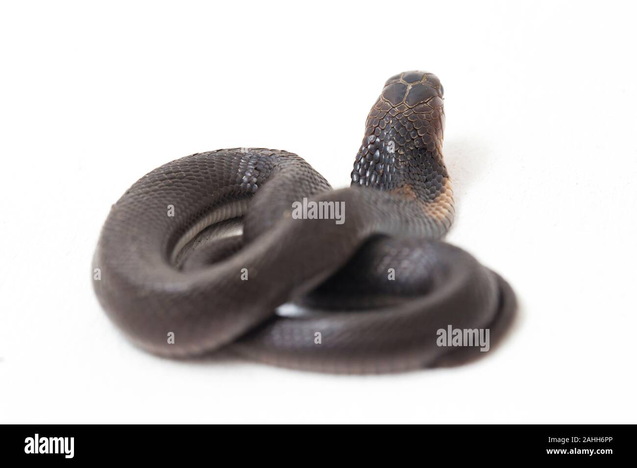 The Javan spitting cobra (Naja sputatrix) also called the southern ...