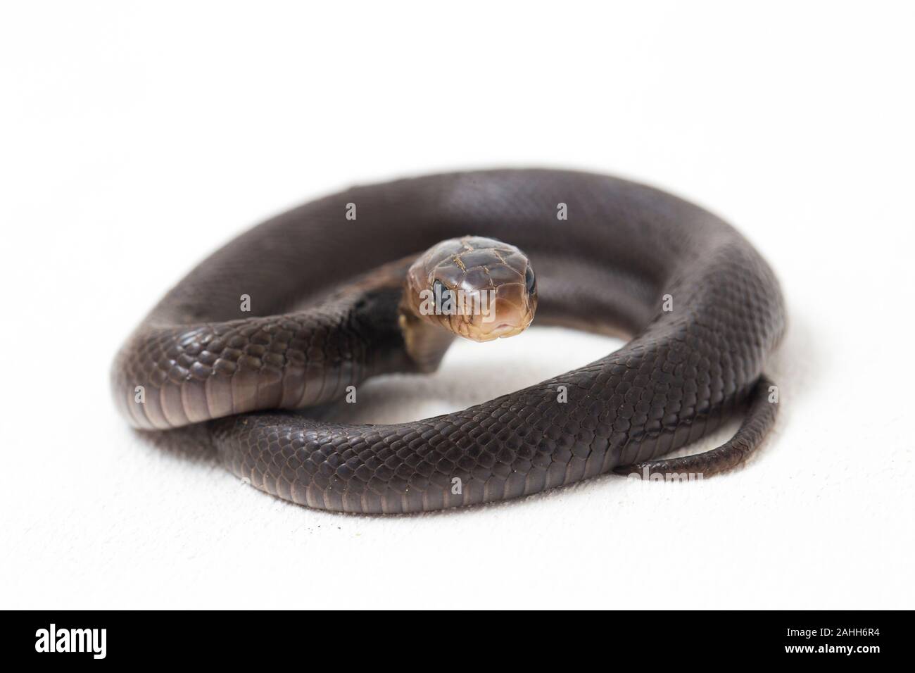 The Javan spitting cobra (Naja sputatrix) also called the southern ...