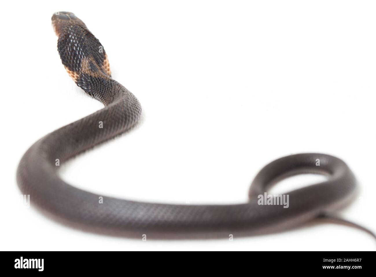 The Javan spitting cobra (Naja sputatrix) also called the southern ...