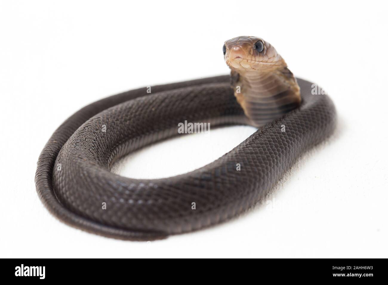 The Javan spitting cobra (Naja sputatrix) also called the southern ...