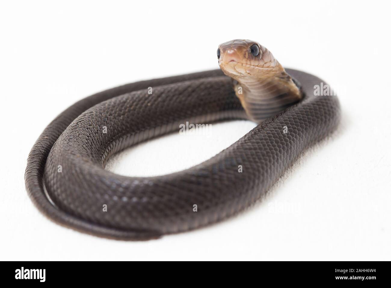 The Javan spitting cobra (Naja sputatrix) also called the southern ...