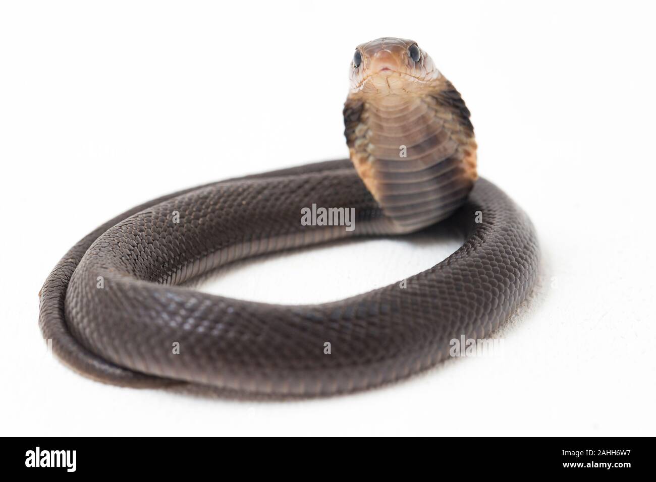 The Javan spitting cobra (Naja sputatrix) also called the southern ...