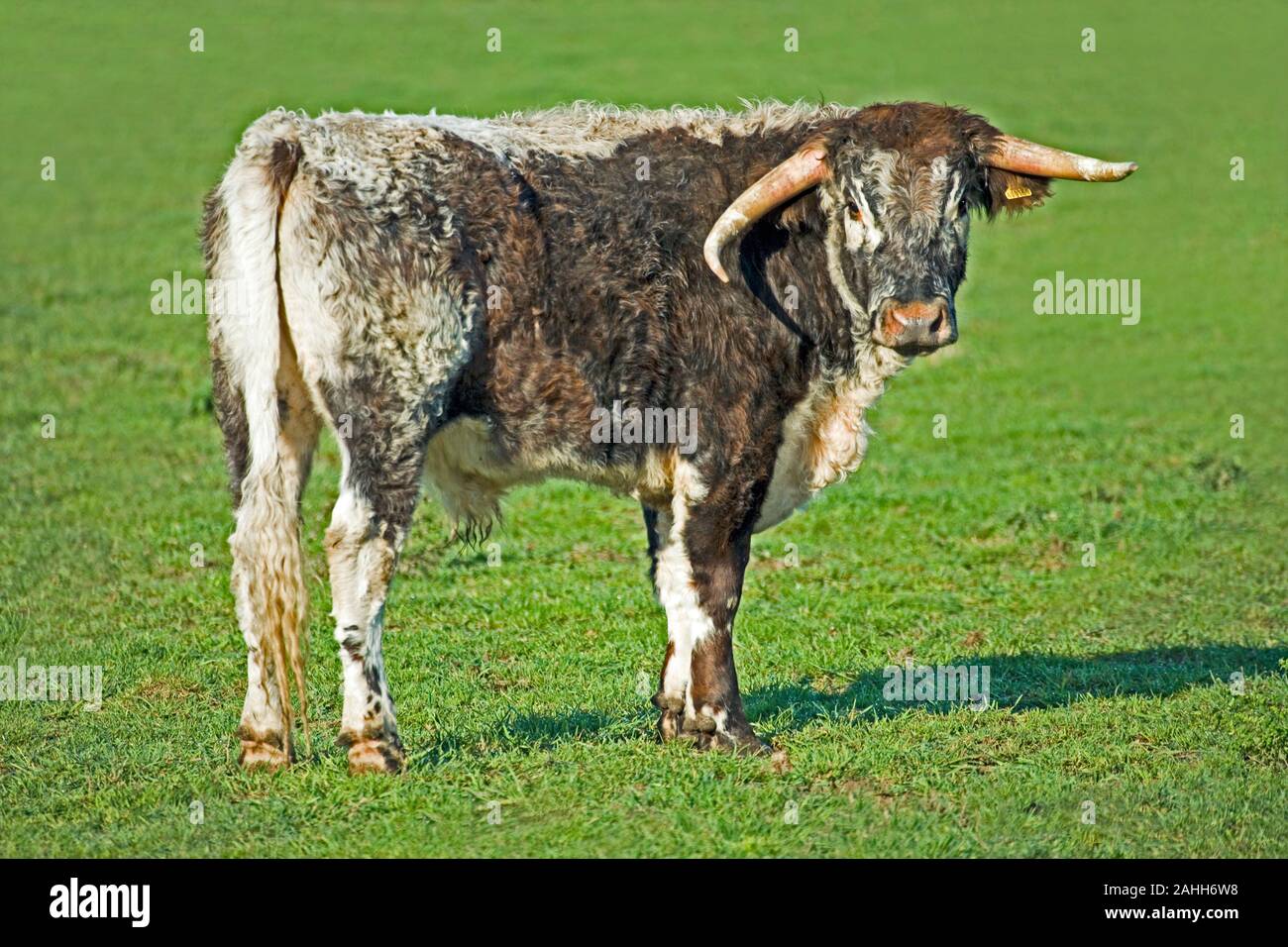 ENGLISH LONGHORN STEER (Bos taurus). Profile Stock Photo - Alamy