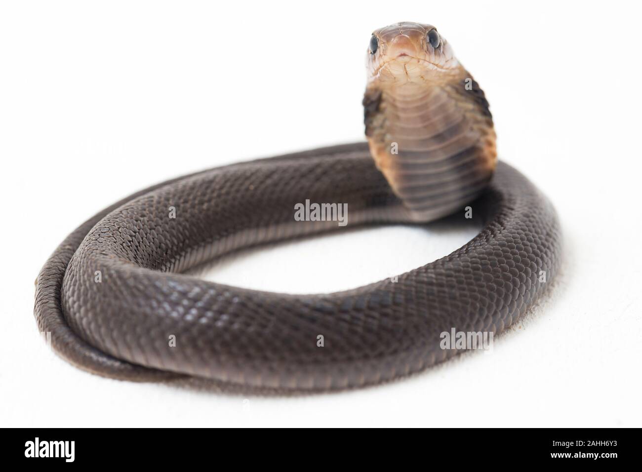 The Javan spitting cobra (Naja sputatrix) also called the southern ...