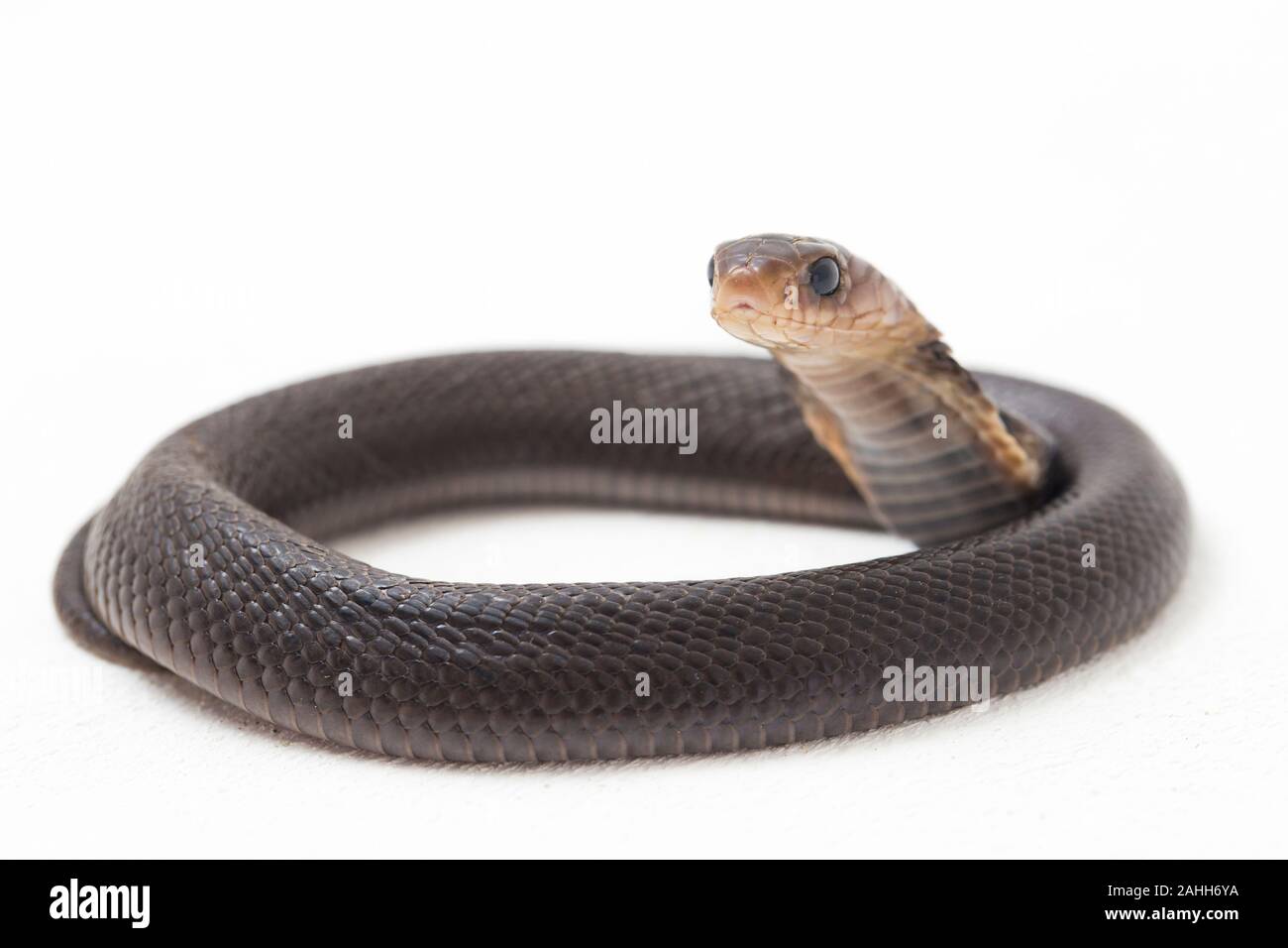 The Javan spitting cobra (Naja sputatrix) also called the southern ...