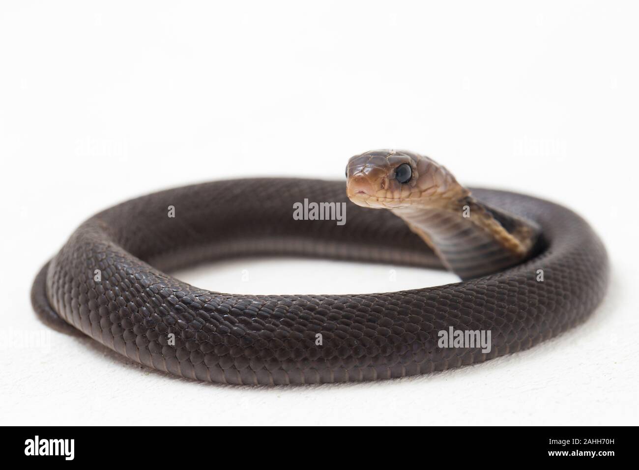 The Javan spitting cobra (Naja sputatrix) also called the southern ...