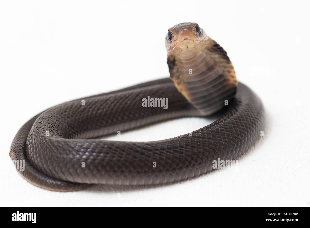 The Javan spitting cobra (Naja sputatrix) also called the southern ...