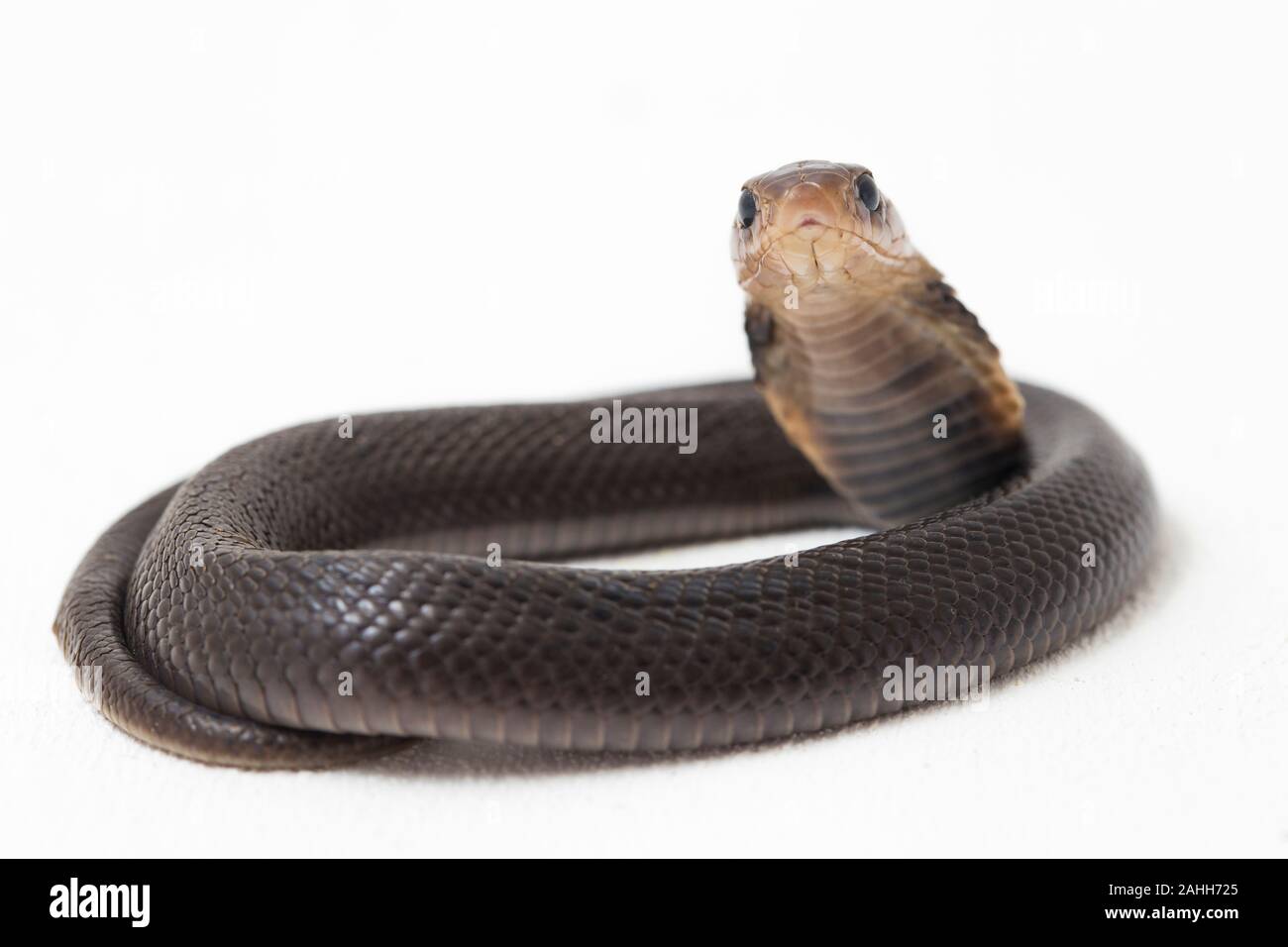 The Javan spitting cobra (Naja sputatrix) also called the southern ...
