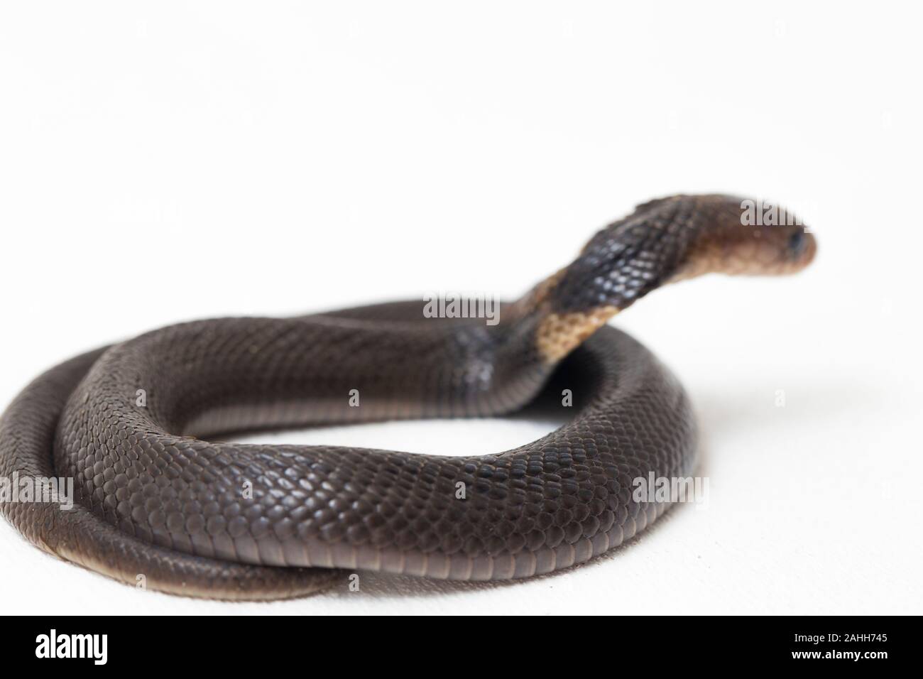 The Javan spitting cobra (Naja sputatrix) also called the southern ...