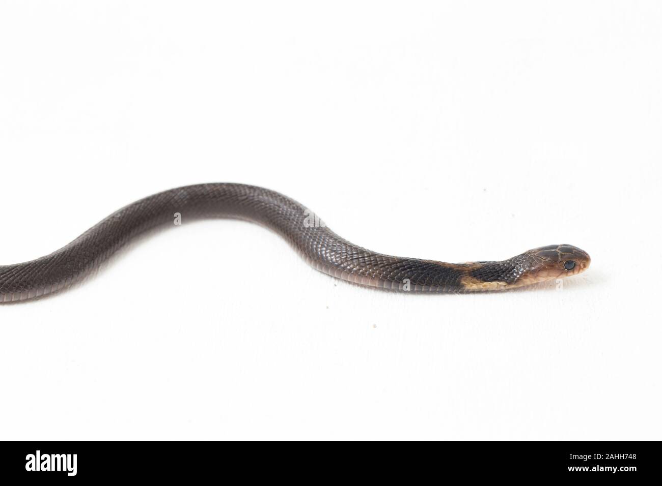 The Javan spitting cobra (Naja sputatrix) also called the southern ...